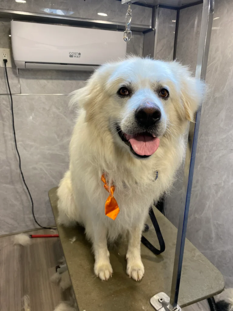 Best Dog Grooming In North York | Pet Grooming In North York